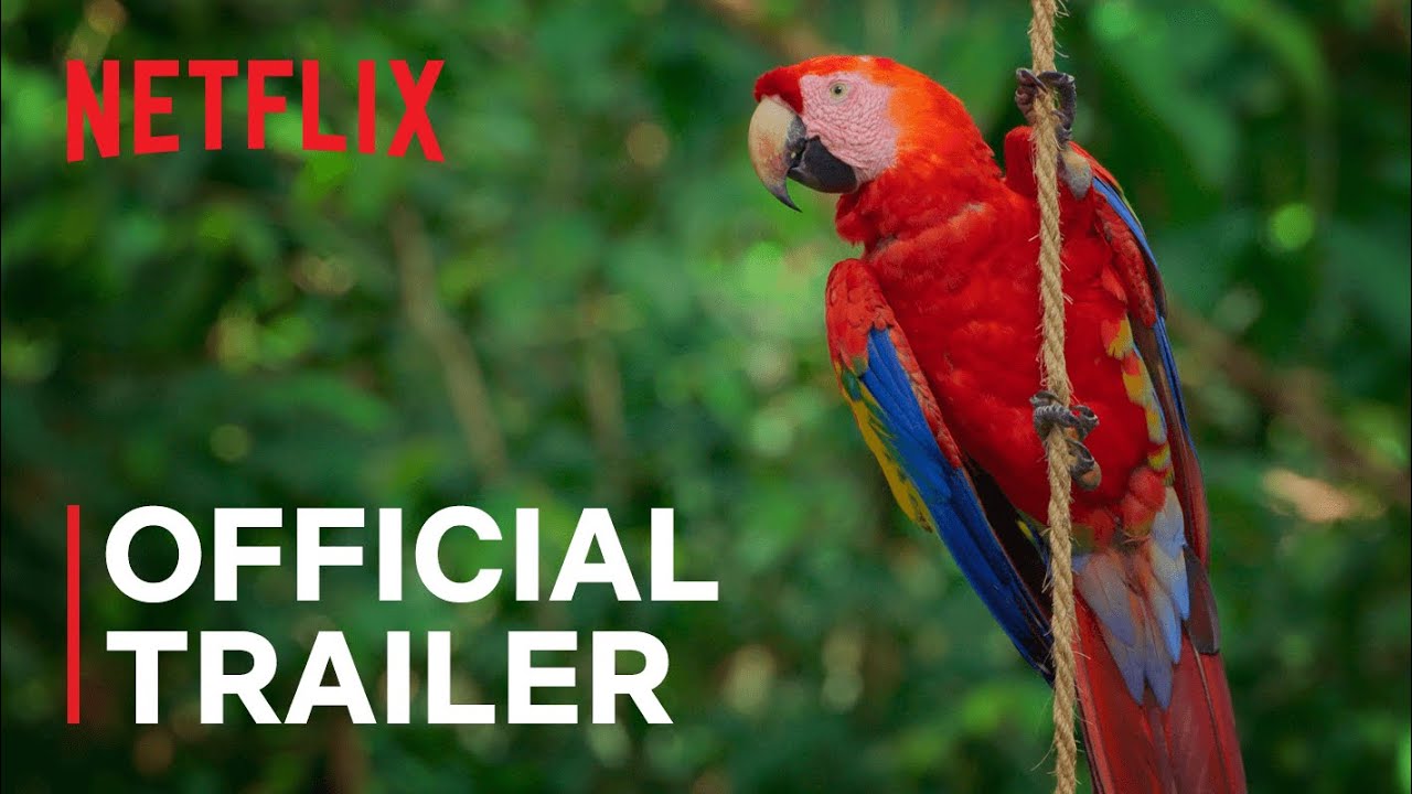 Life in Color: de nieuwe Netflix-serie van David Attenborough!
