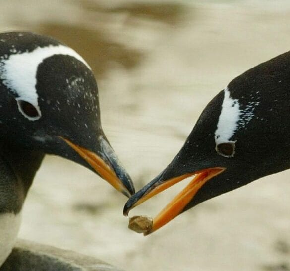 'Super Dushi Chef' Jurino Ignacio stelt je voor aan de Antilliaanse ...